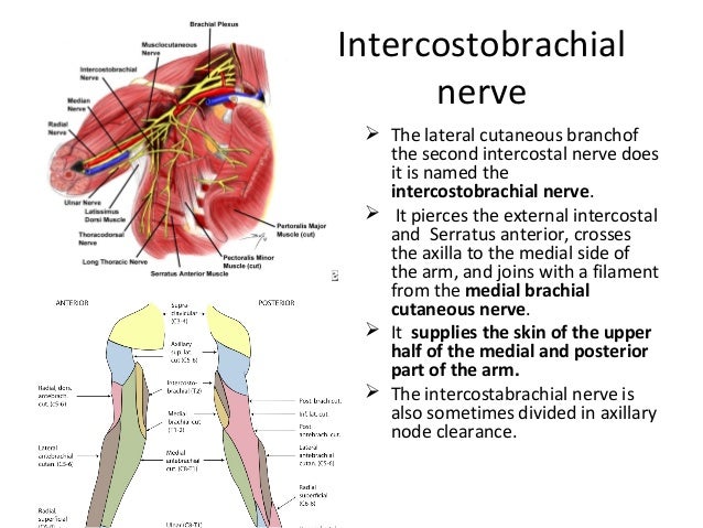 Axilla & brachial plexus