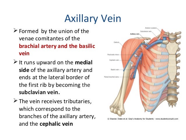 Axillary Vein Anatomy