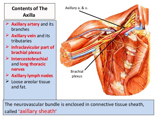 Axilla & brachial plexus