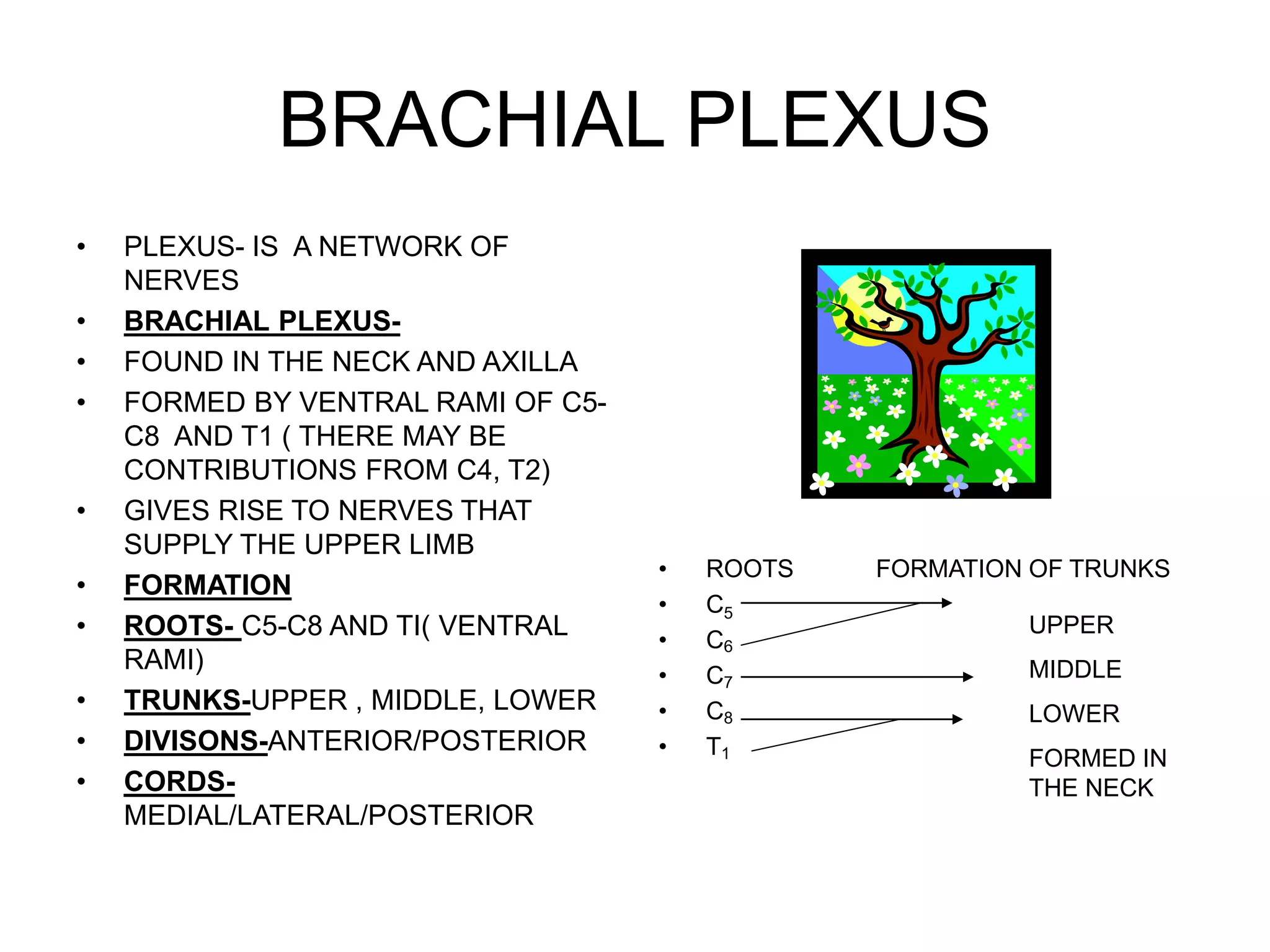 axilla brachial plexus.ppt
