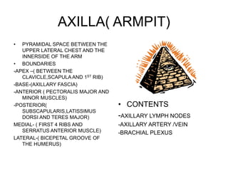 axilla brachial plexus.ppt