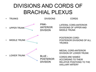 axilla brachial plexus.ppt