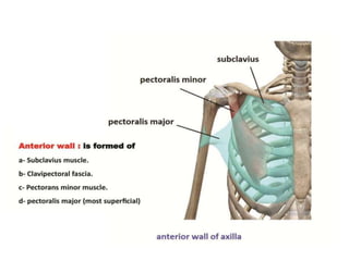 Axilla - Dr .Sameh Ghazy | PPT