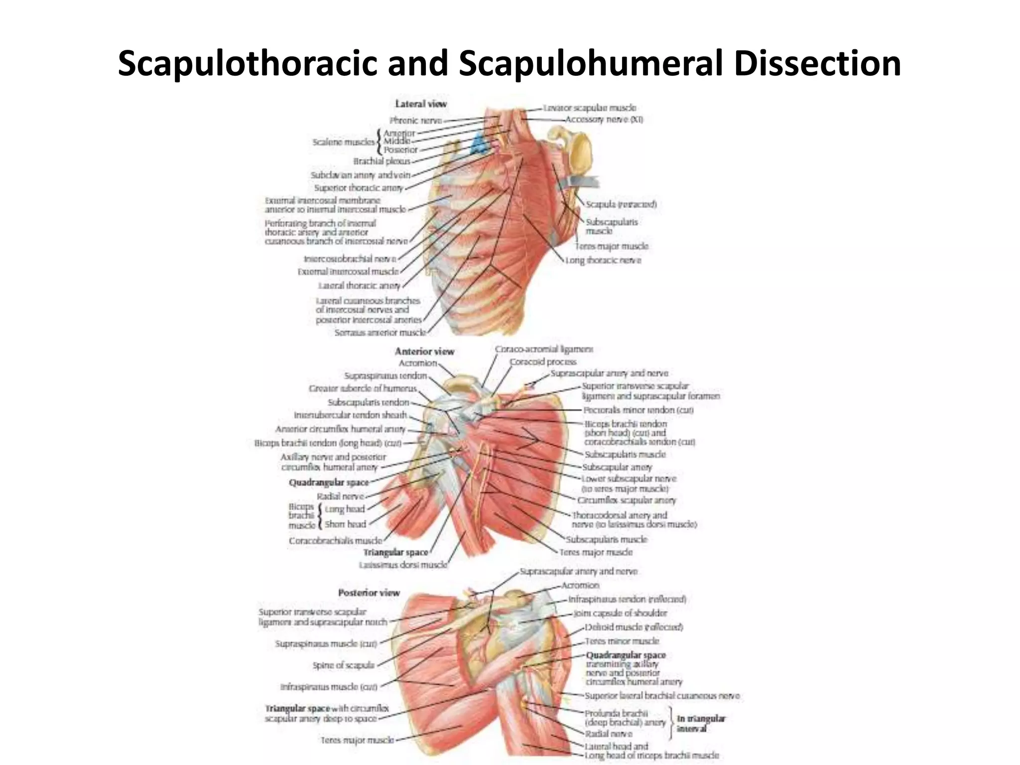 Anotomy of Axilla Region. By Dr. G Kamau. | PPTX