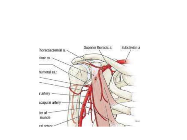 Anotomy of Axilla Region. By Dr. G Kamau. | PPT