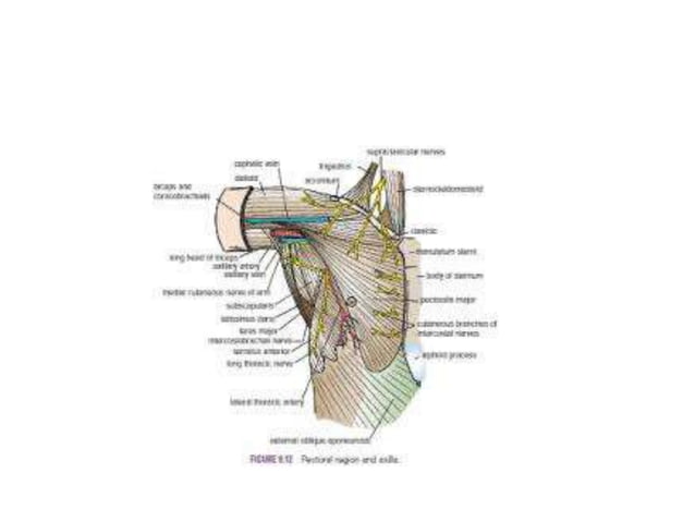 Anotomy of Axilla Region. By Dr. G Kamau. | PPT