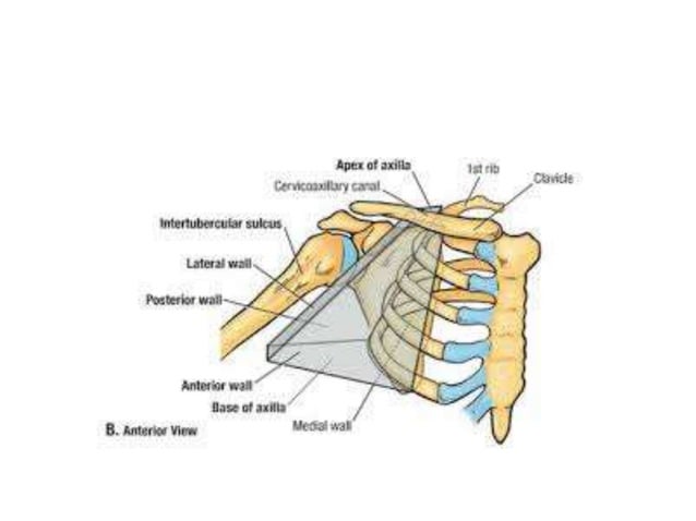 Anotomy of Axilla Region. By Dr. G Kamau. | PPT