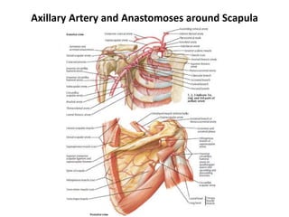 Axillary Artery Netters