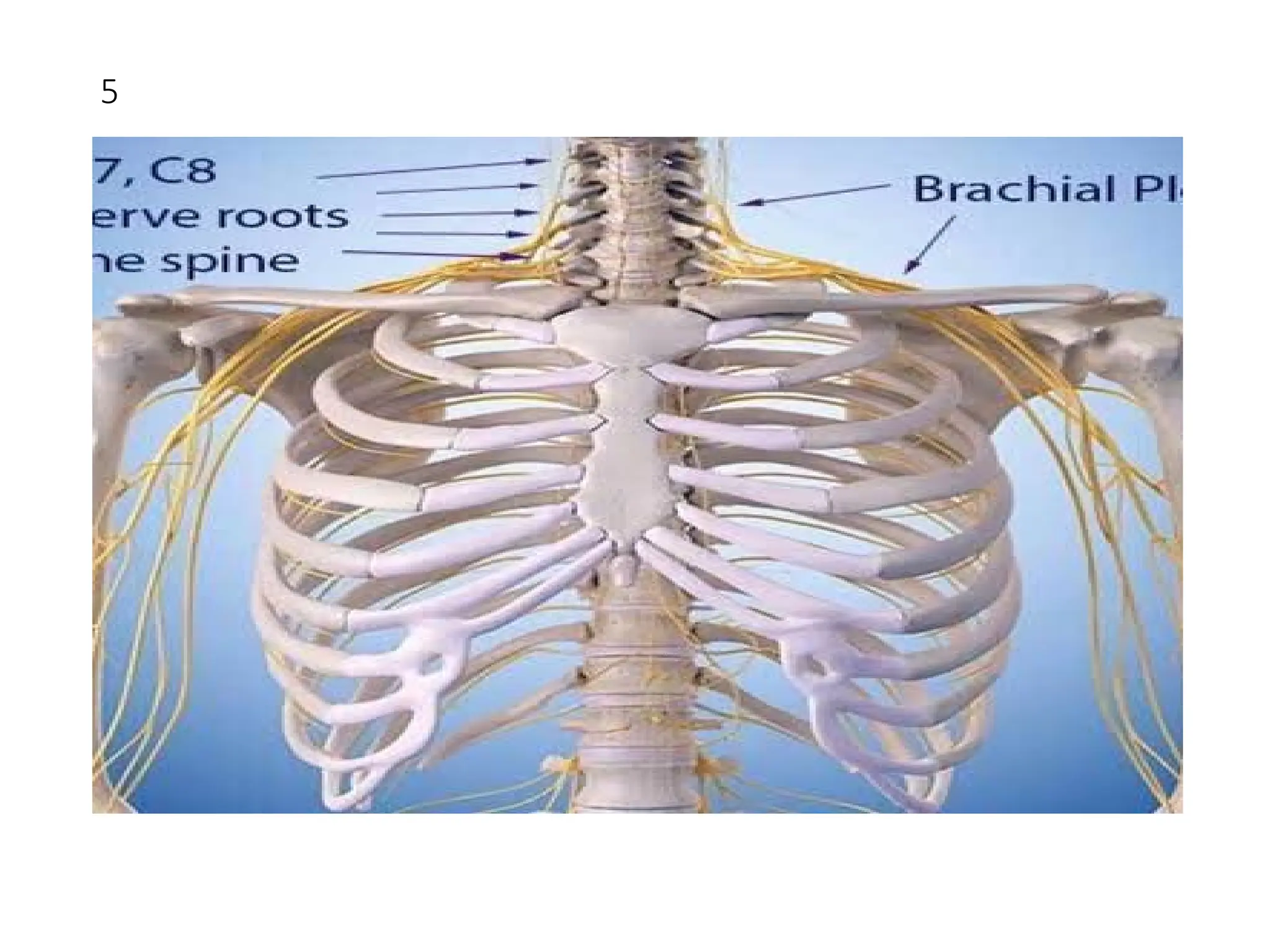 axillary 3.axillary nerve , axillary nerve | PPTX