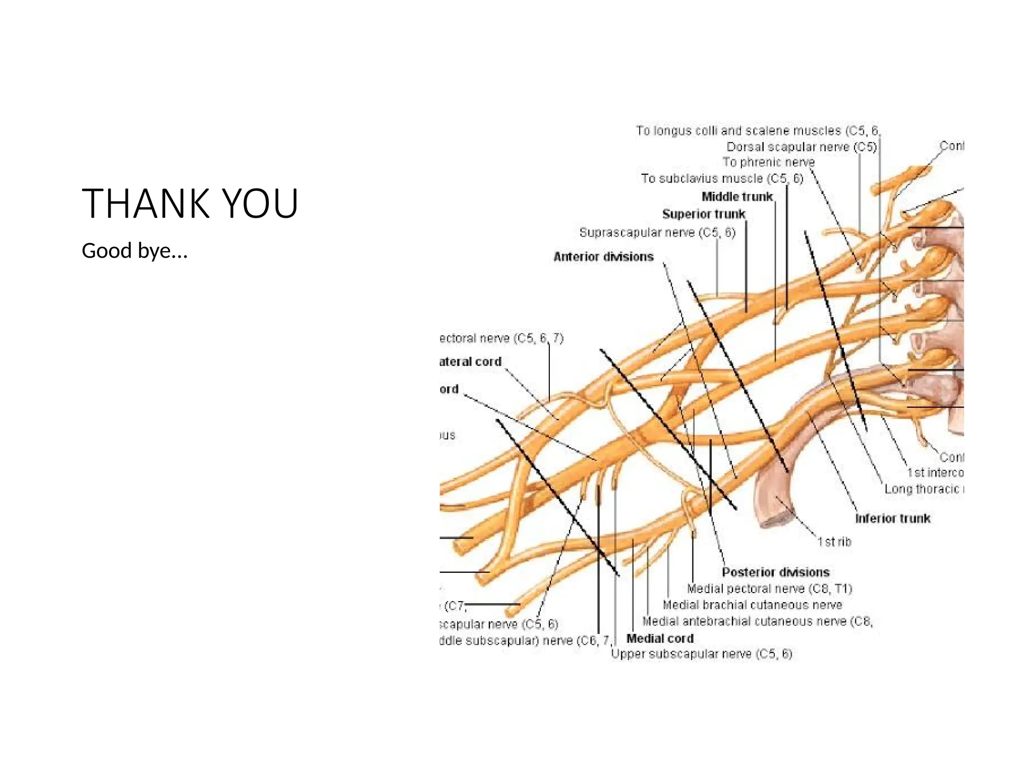 axillary 3.axillary nerve , axillary nerve | PPTX