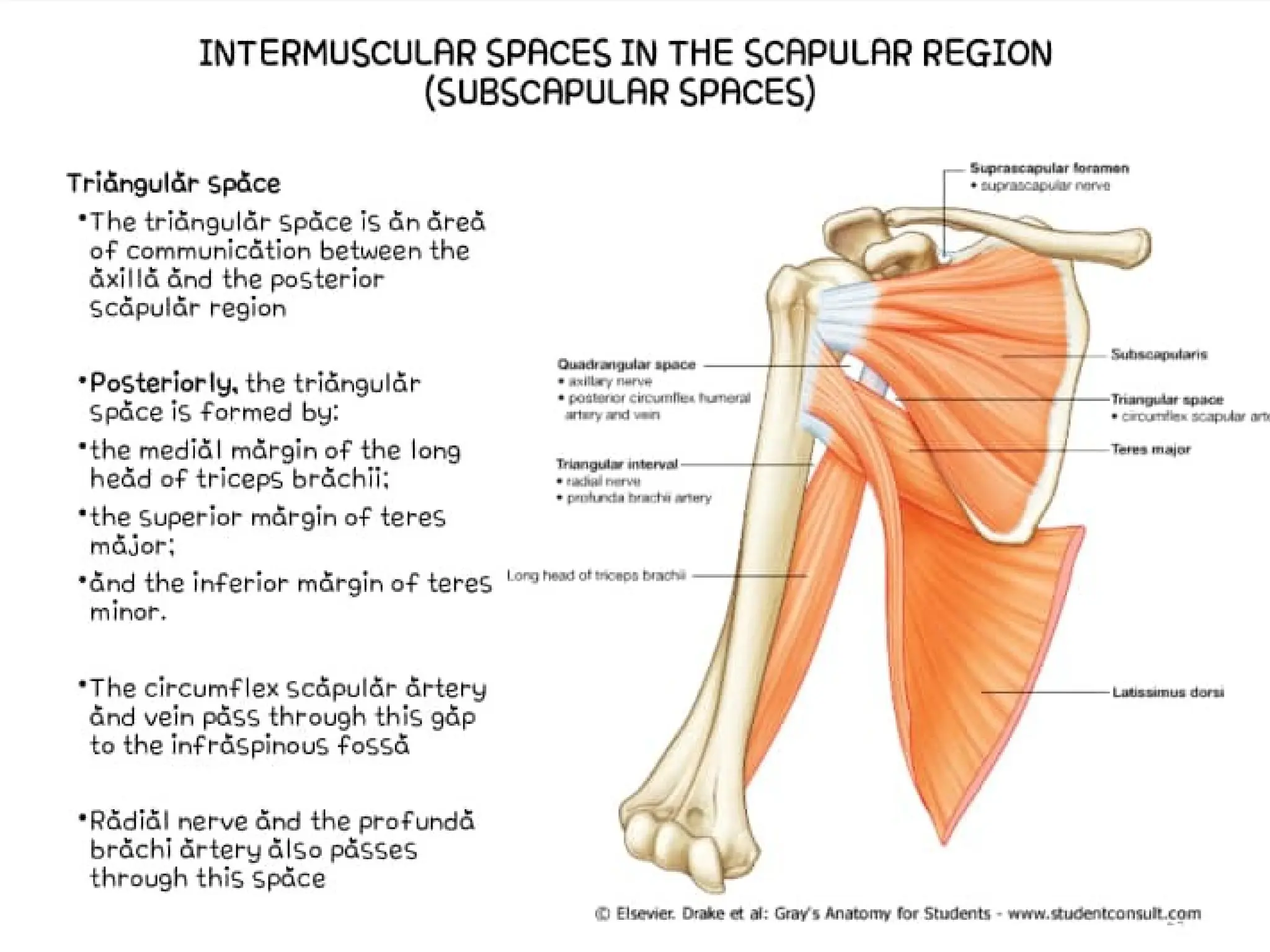 axillary 3.axillary nerve , axillary nerve | PPTX