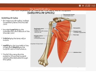 axillary 3.axillary nerve , axillary nerve | PPTX