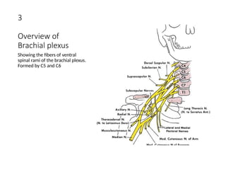 axillary 3.axillary nerve , axillary nerve | PPTX