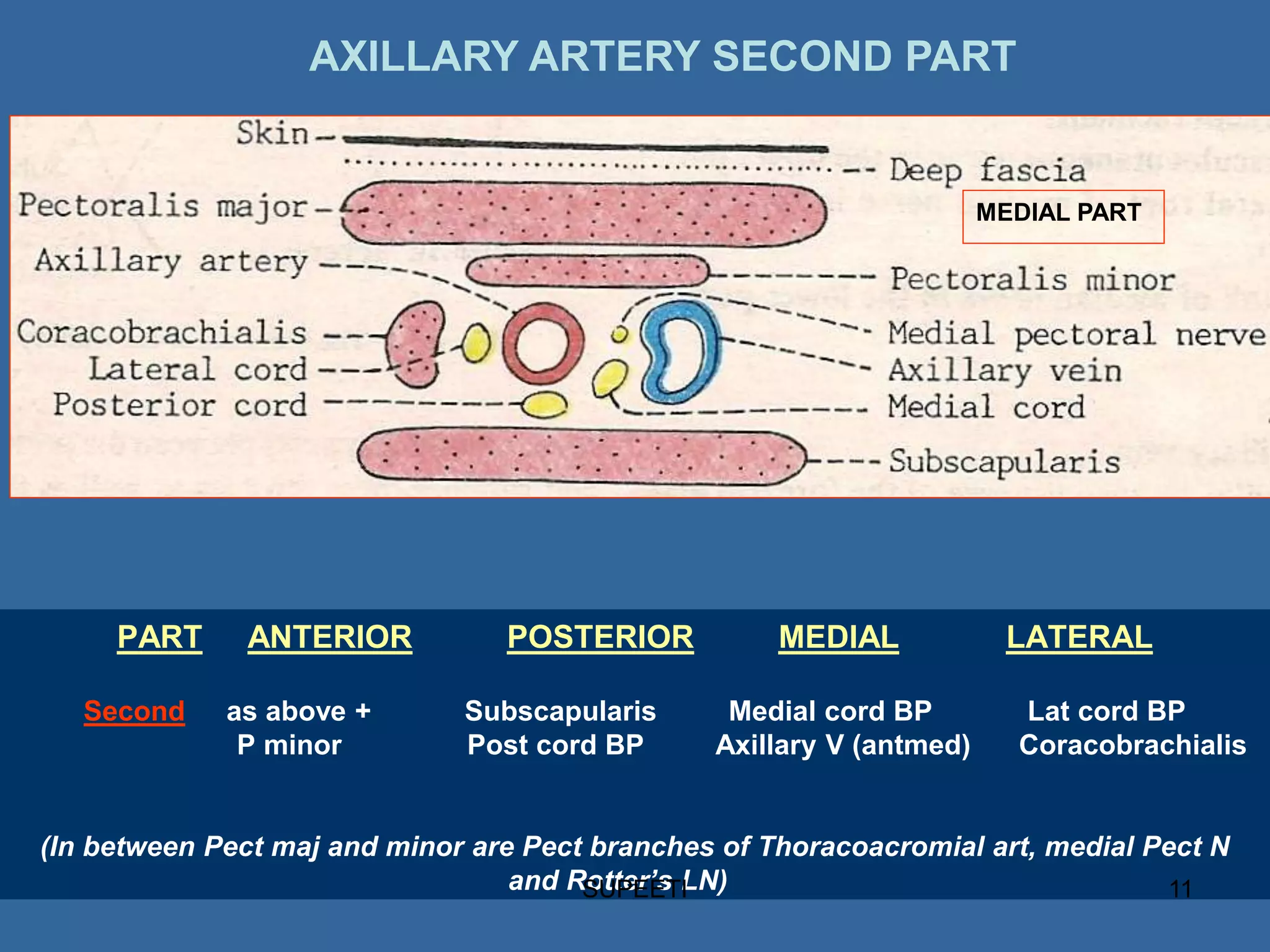 AXILLARY ARTERY.ppt