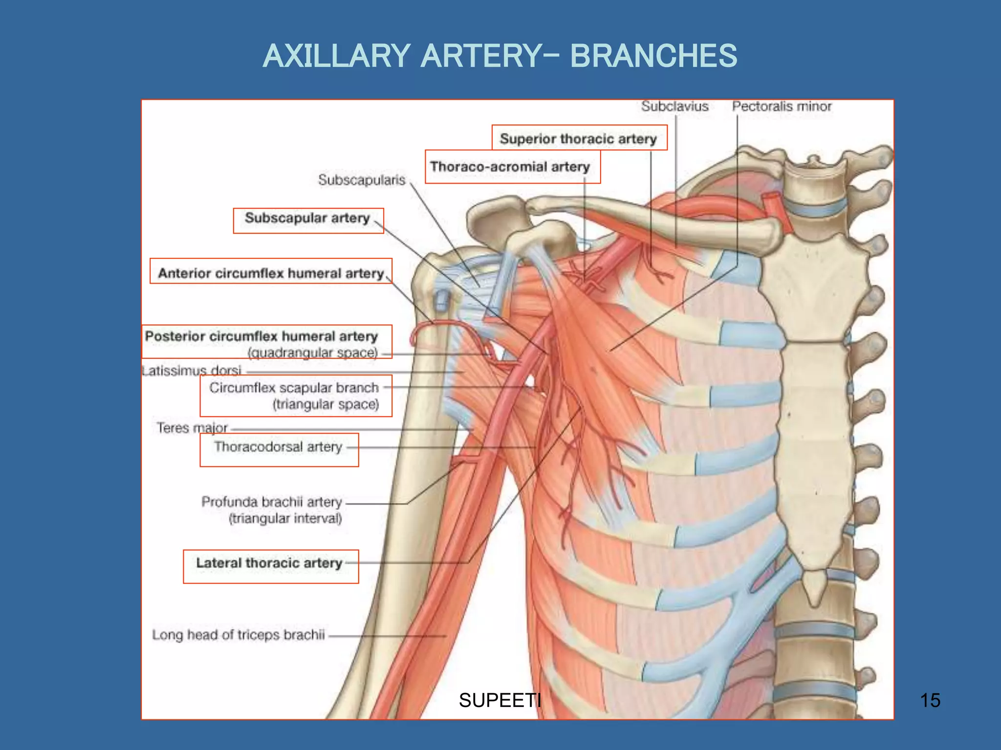 AXILLARY ARTERY.ppt