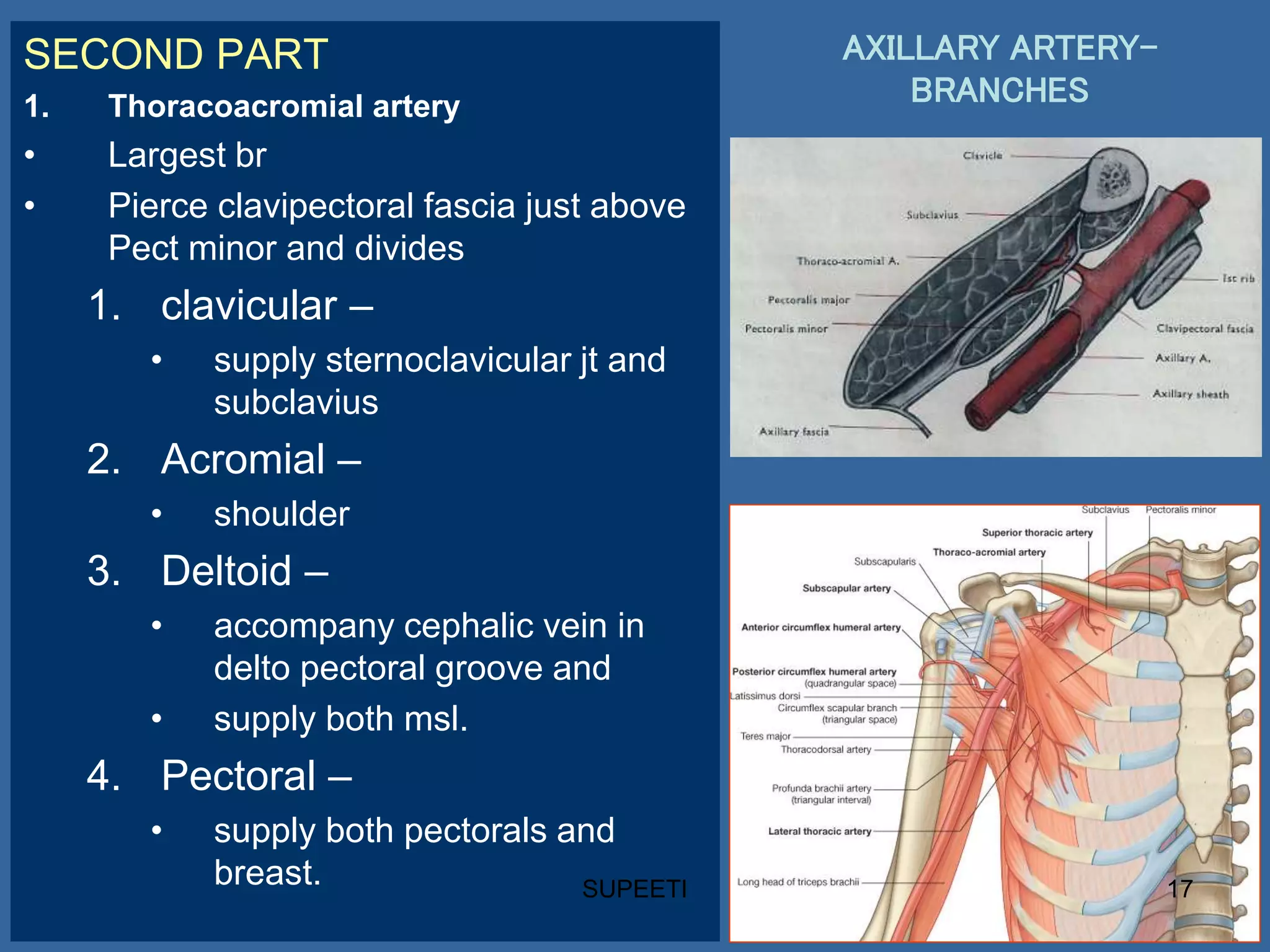 AXILLARY ARTERY.ppt