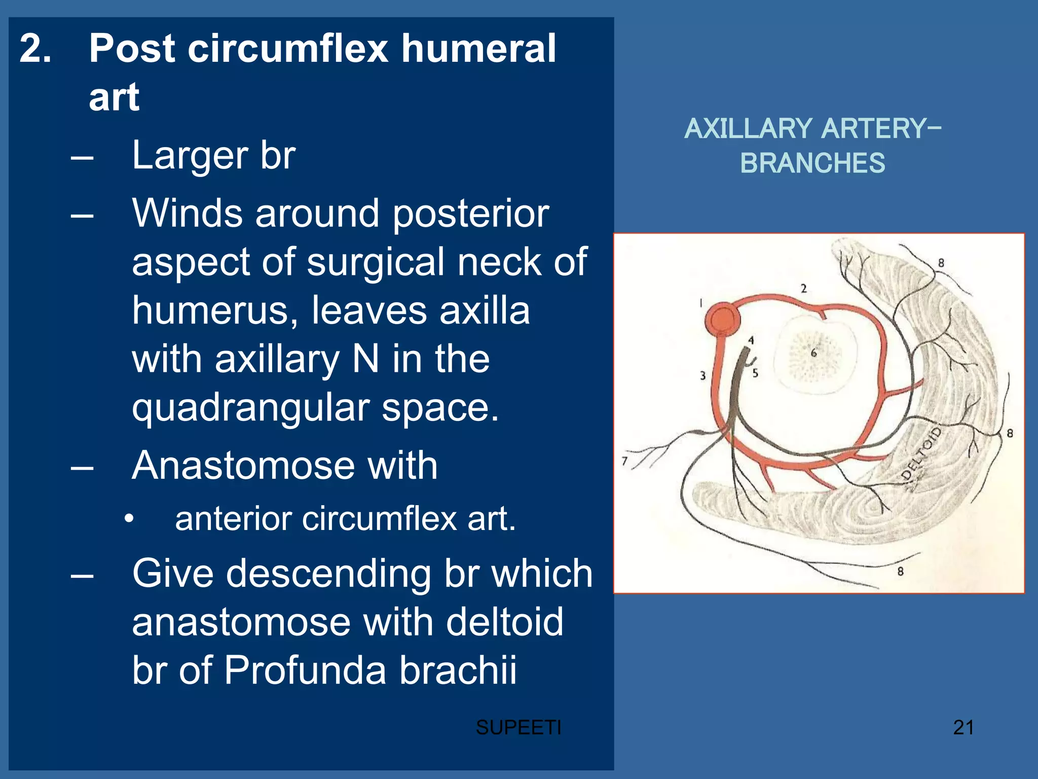 AXILLARY ARTERY.ppt