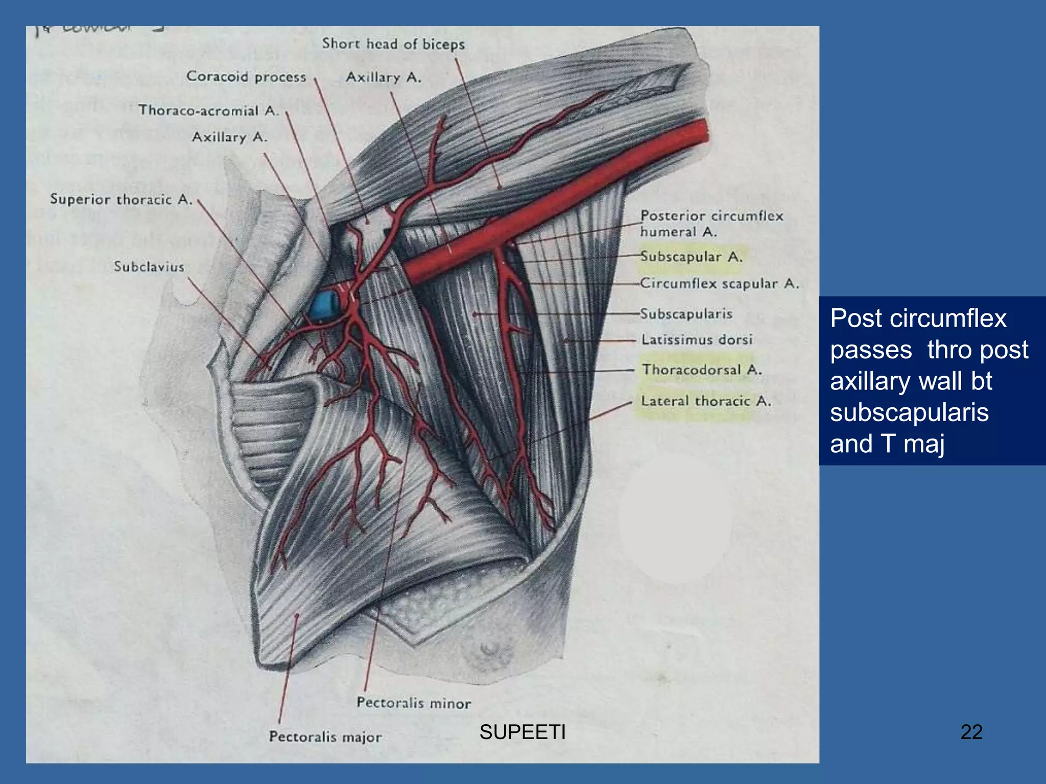 AXILLARY ARTERY.ppt
