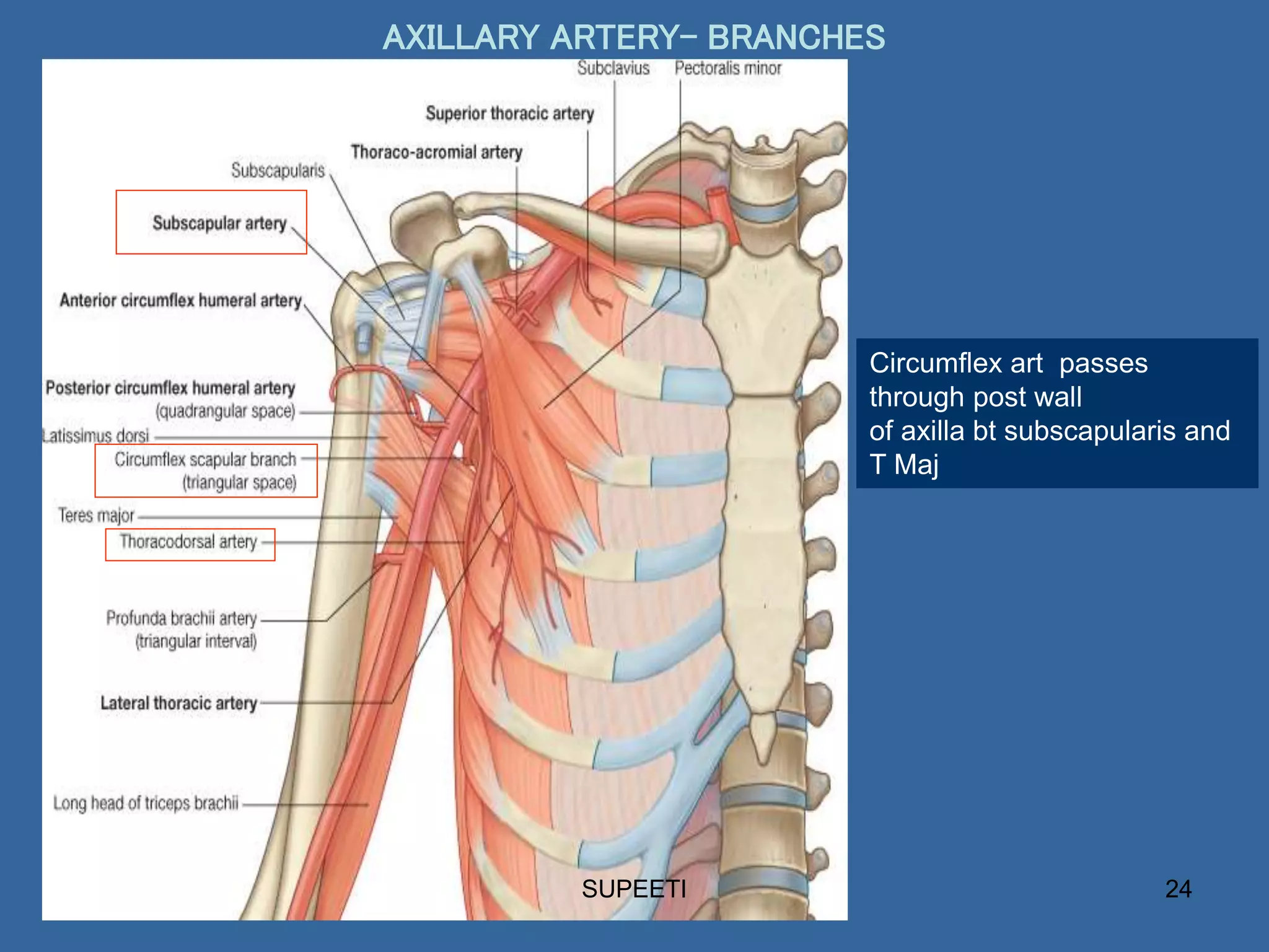 AXILLARY ARTERY.ppt