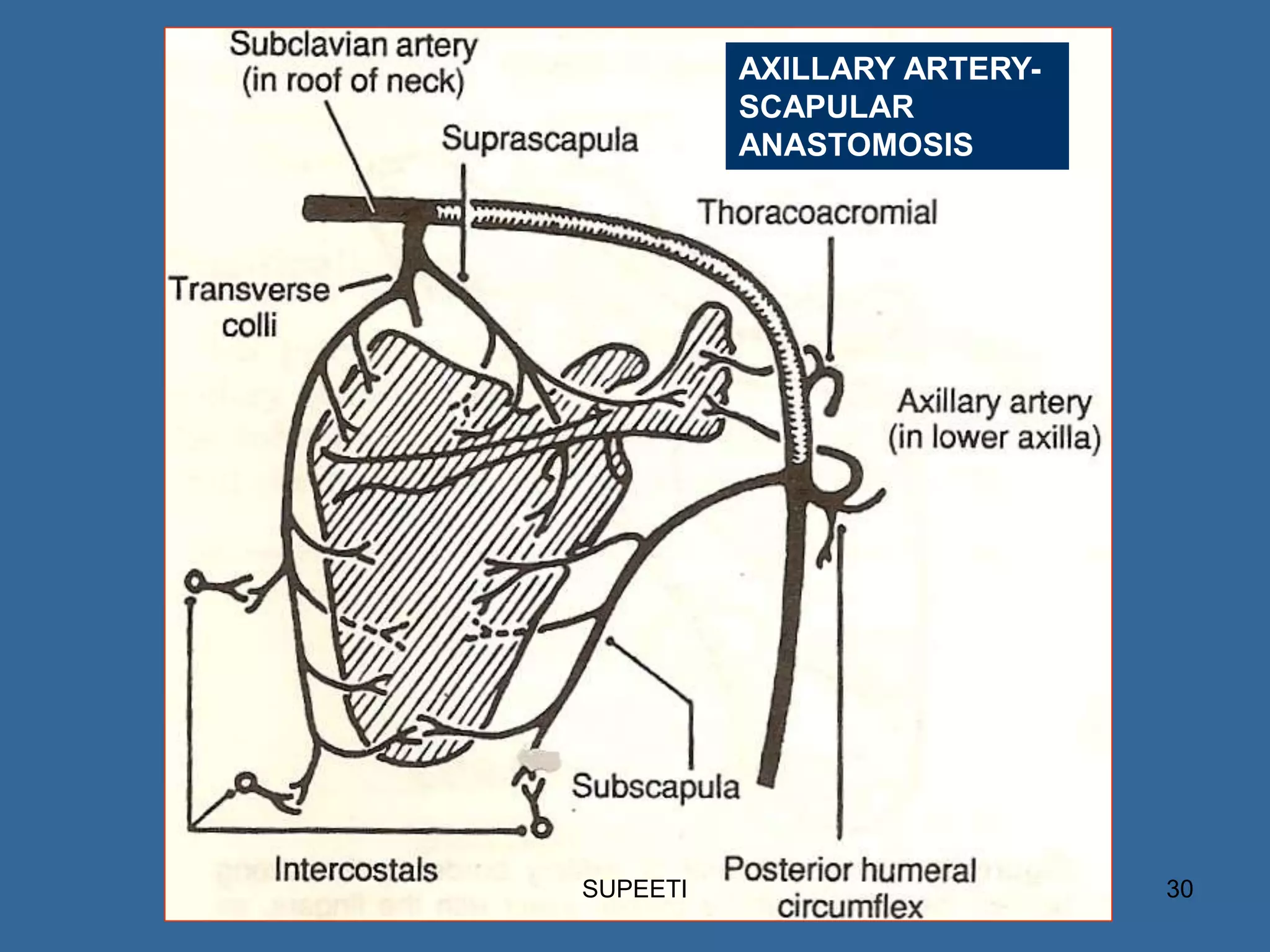 AXILLARY ARTERY.ppt