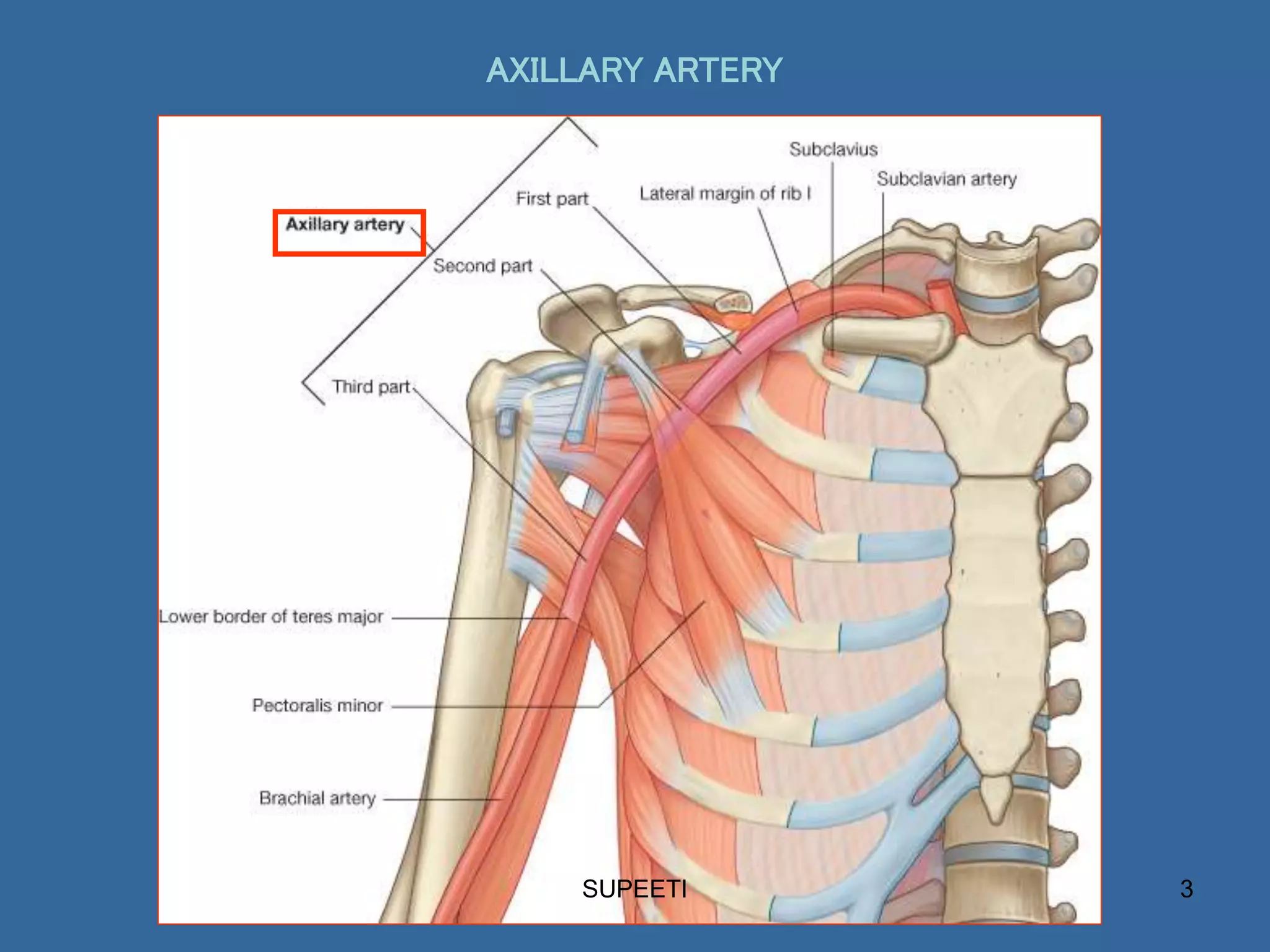 AXILLARY ARTERY.ppt