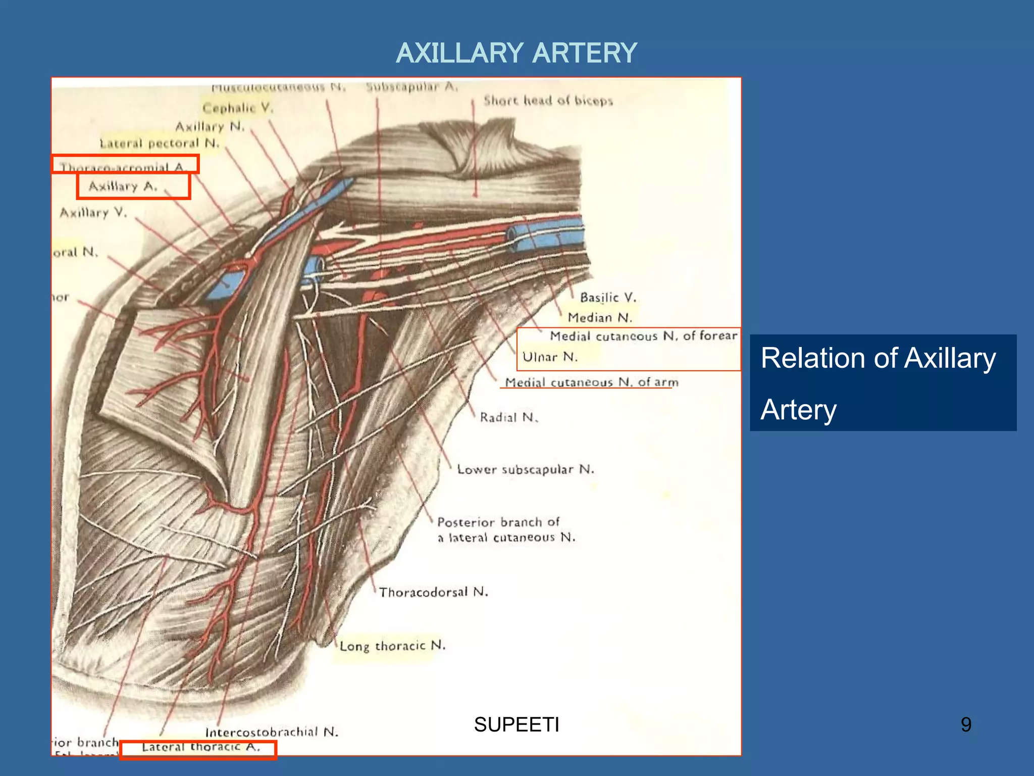 AXILLARY ARTERY.ppt