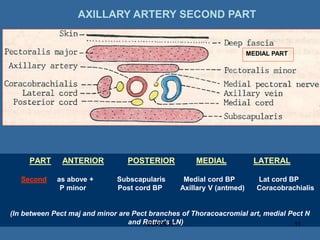 AXILLARY ARTERY.ppt