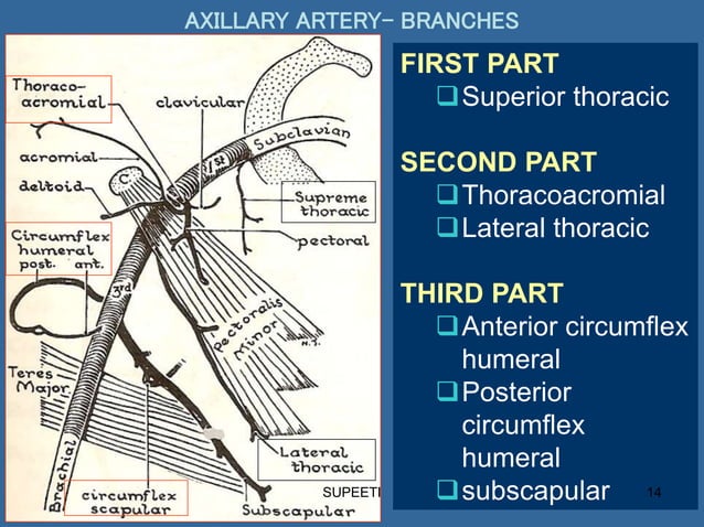 AXILLARY ARTERY.ppt