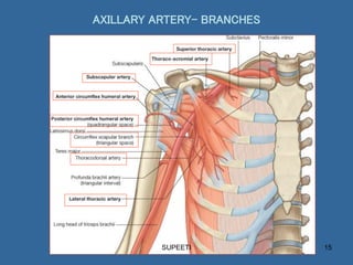 AXILLARY ARTERY.ppt