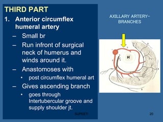 AXILLARY ARTERY.ppt