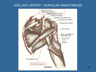 AXILLARY ARTERY.ppt