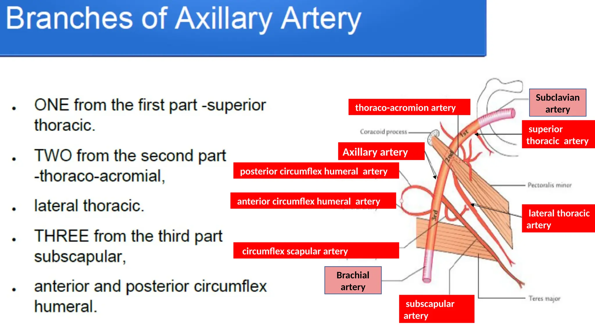 Axillary artery of axilla and upper limb.pptx