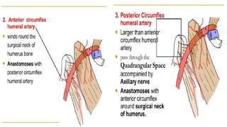 Axillary artery of axilla and upper limb.pptx