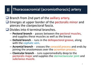 Comprehensive Overview of the Axillary Artery Anatomy and Branches | PDF