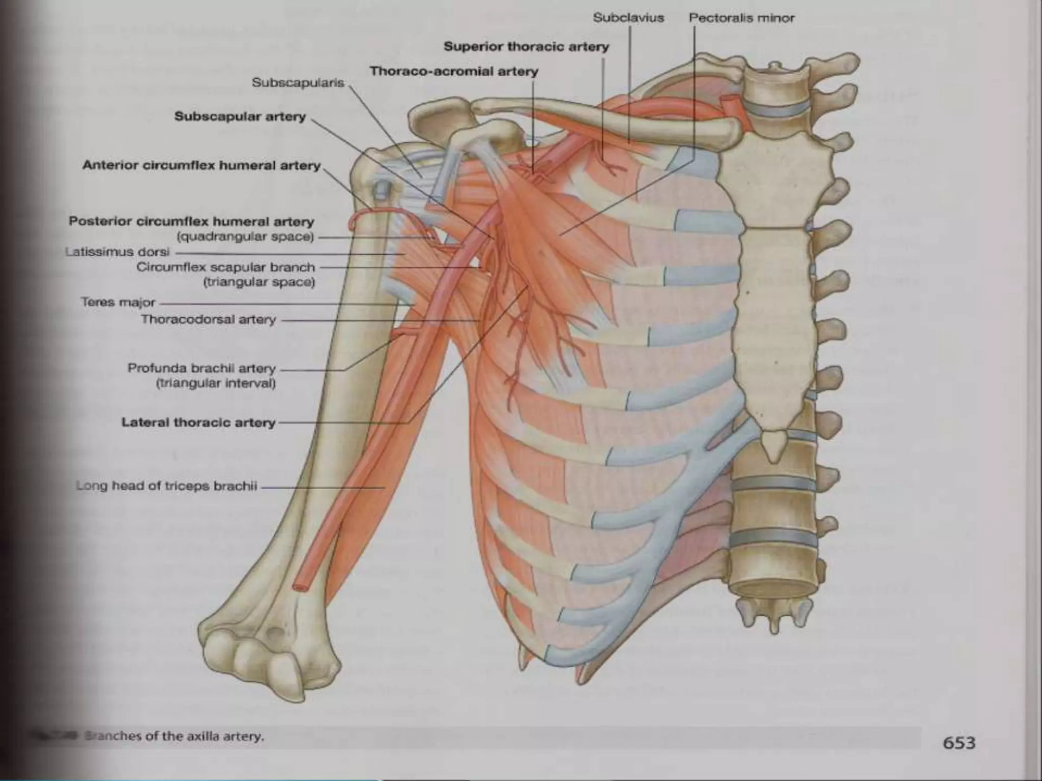 axillary artery-vein-nerve.ppt