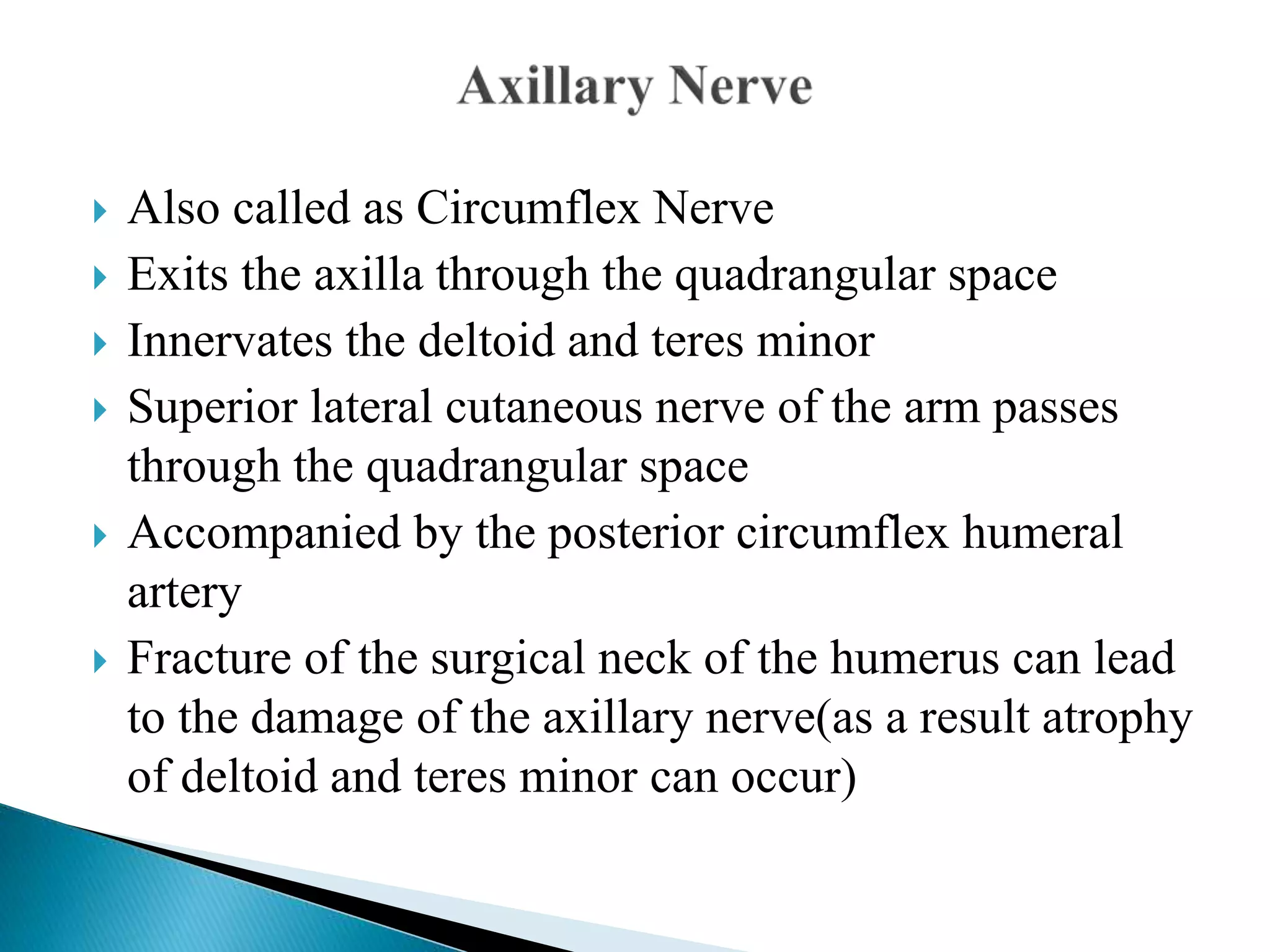 axillary artery-vein-nerve.ppt
