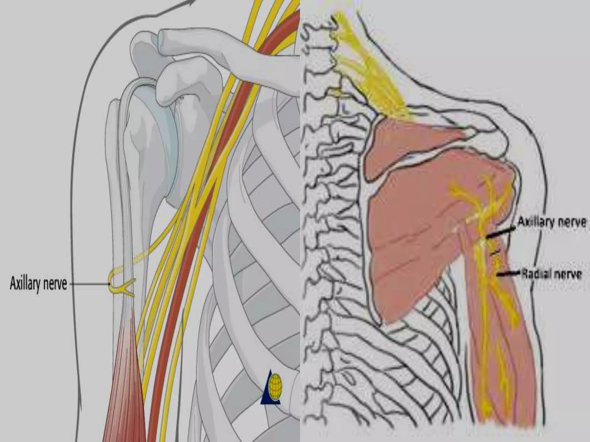 axillary artery-vein-nerve.ppt
