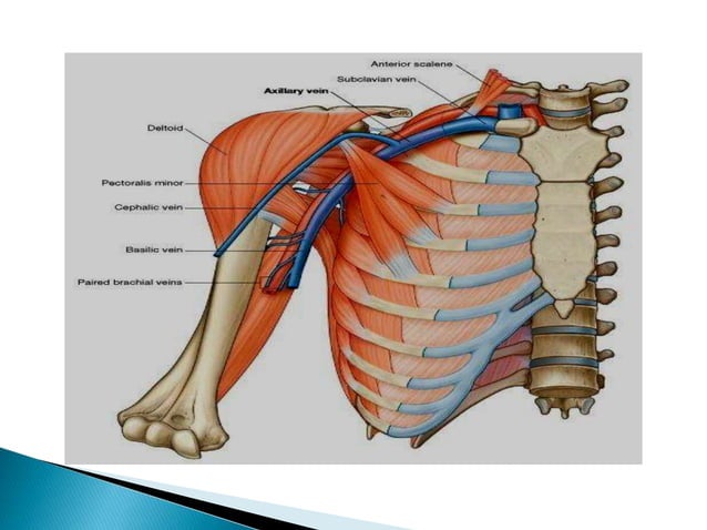 axillary artery-vein-nerve.ppt