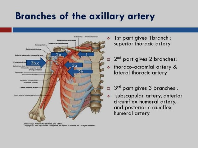 axillary artery-vein-nerve.ppt