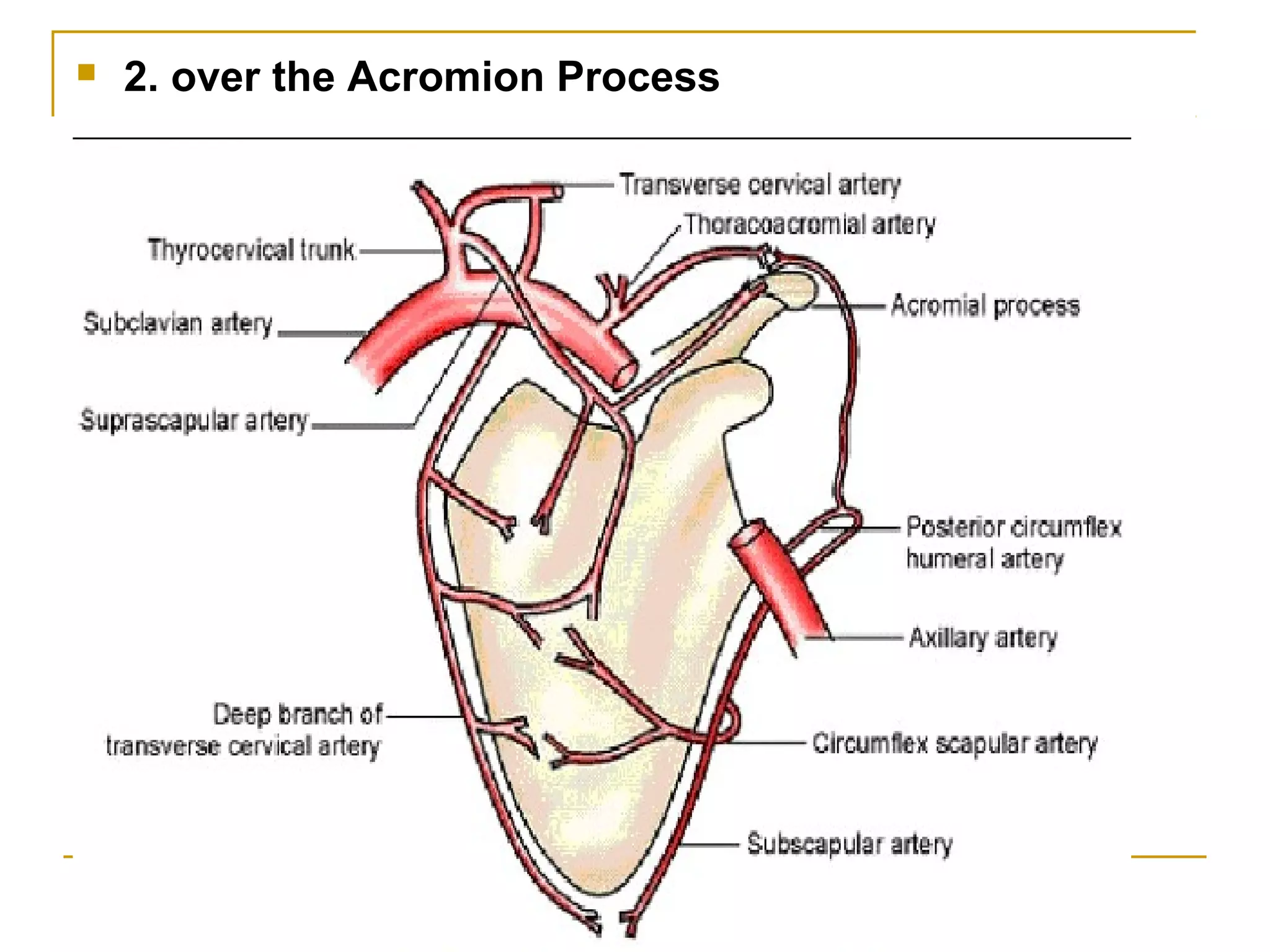 Axillary Artery And Axillary Vein Ppt