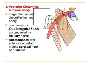 Axillary artery and axillary vein | PPT