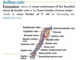 Axillary artery and axillary vein | PPT