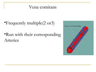 Axillary artery and axillary vein | PPT