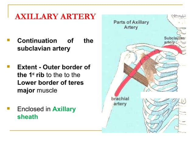 Axillary artery and axillary vein | PPT