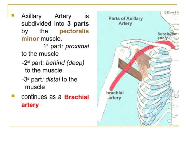 Axillary artery and axillary vein | PPT