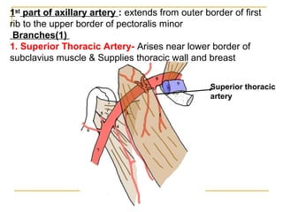 Axillary artery and axillary vein | PPT