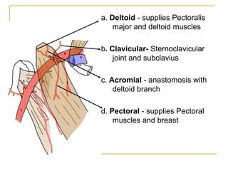 Axillary artery and axillary vein | PPT
