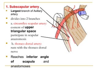 Axillary artery and axillary vein | PPT