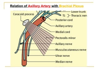 Axillary Artery And Brachial Plexus
