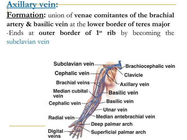 Axillary artery and axillary vein | PPT